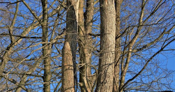 Injured By A Falling Branch | File A Personal Injury Claim