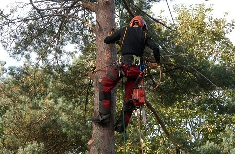 Tree Surgeon Injury Claims | Jefferies Claims